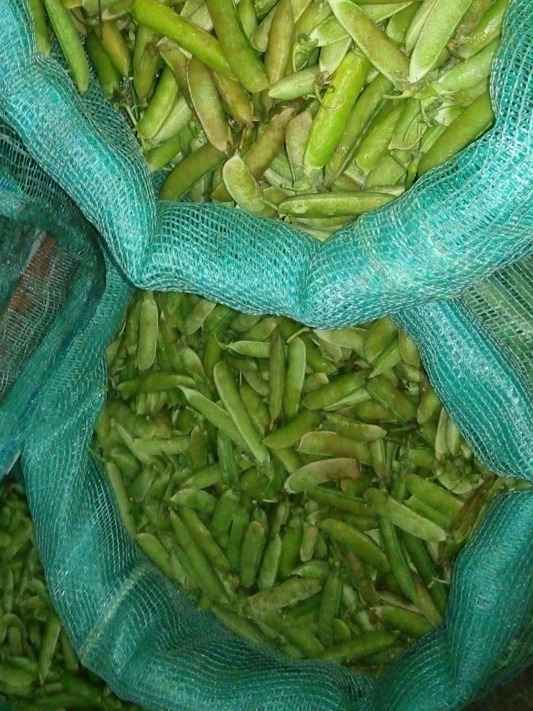 Cal Agricola Dolomita Bulto de X50 KG Para cultivo