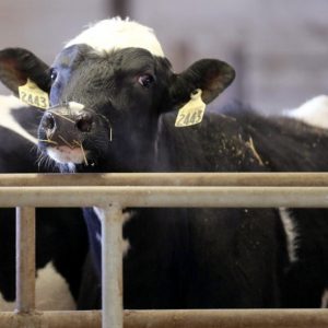 APRUEBAN EL USO DE BOVELA EN COLOMBIA, UNA VACUNA PARA EL VIRUS DE LA ...